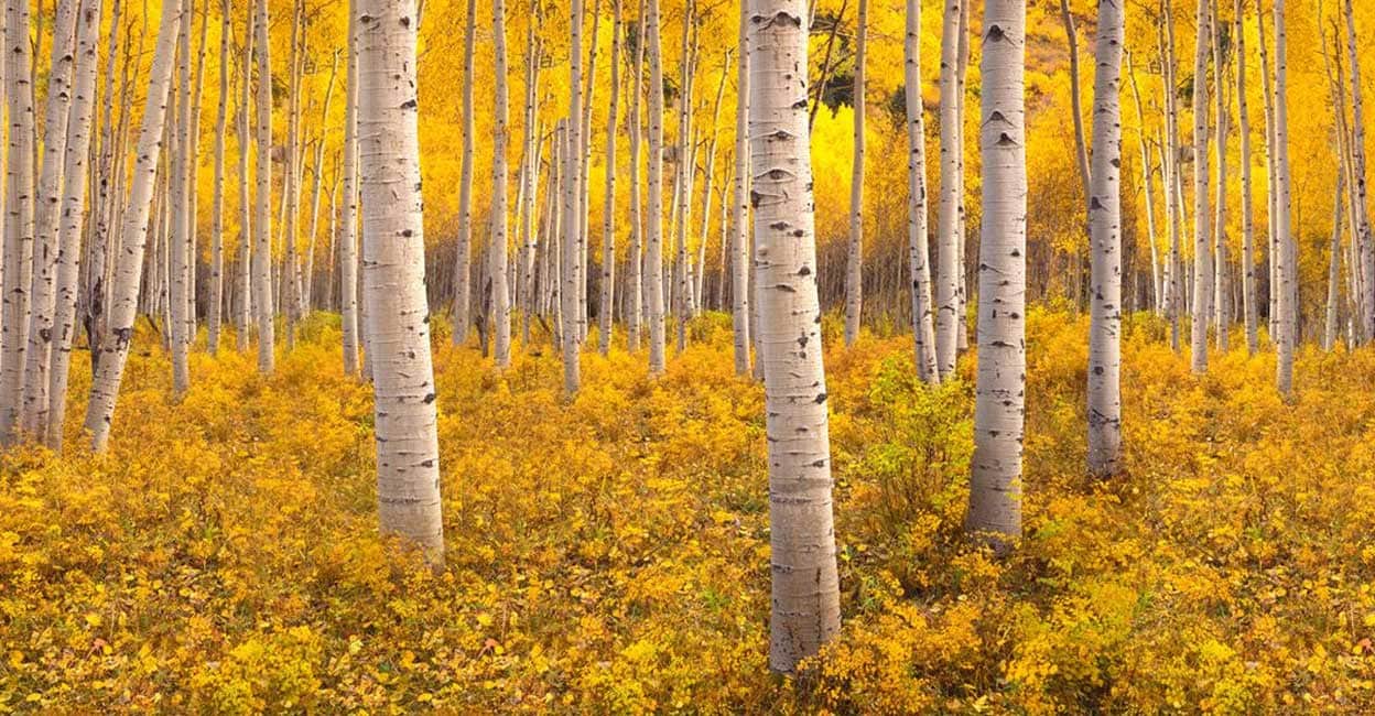 ഒറ്റവേരിൽ നിന്ന് അരലക്ഷം മരങ്ങൾ; പടർന്നുകിടക്കുന്നത് 106 ഏക്കറി ...