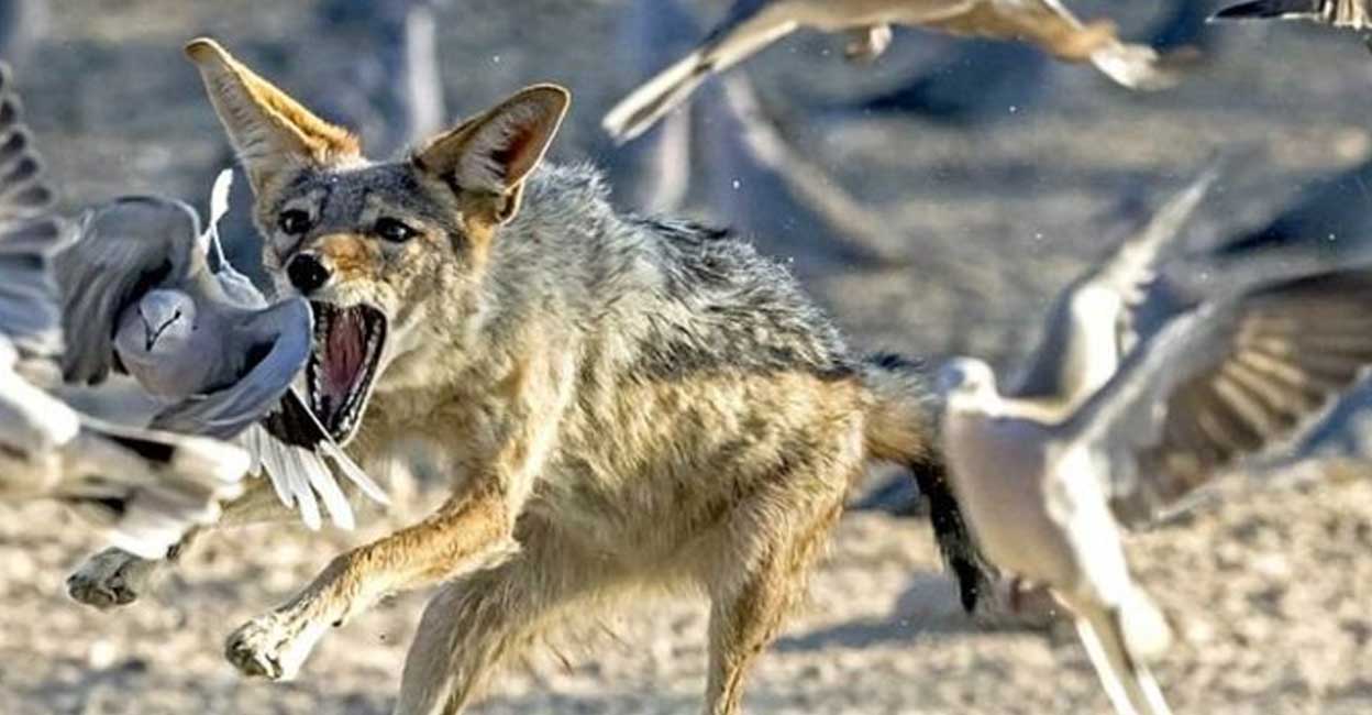 കള്ളന്മാരെ പേടിച്ച് ഇഷ്ട ഭക്ഷണത്തിൽ മൂത്രമൊഴിച്ചു വയ്ക്കുന്ന കുറുനരിക ...