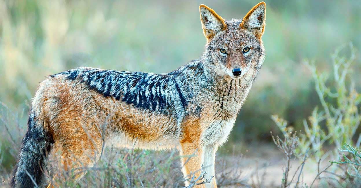 കള്ളന്മാരെ പേടിച്ച് ഇഷ്ട ഭക്ഷണത്തിൽ മൂത്രമൊഴിച്ചു വയ്ക്കുന്ന കുറുനരിക ...