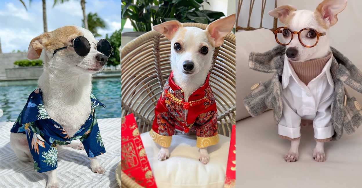 രണ്ട് ലക്ഷത്തിന്റെ വസ്ത്രം, കൂളിങ് ഗ്ലാസ്, സ്യൂട്ട്; ഈ നായ ‘റിച്ച്’ ആണ് ...