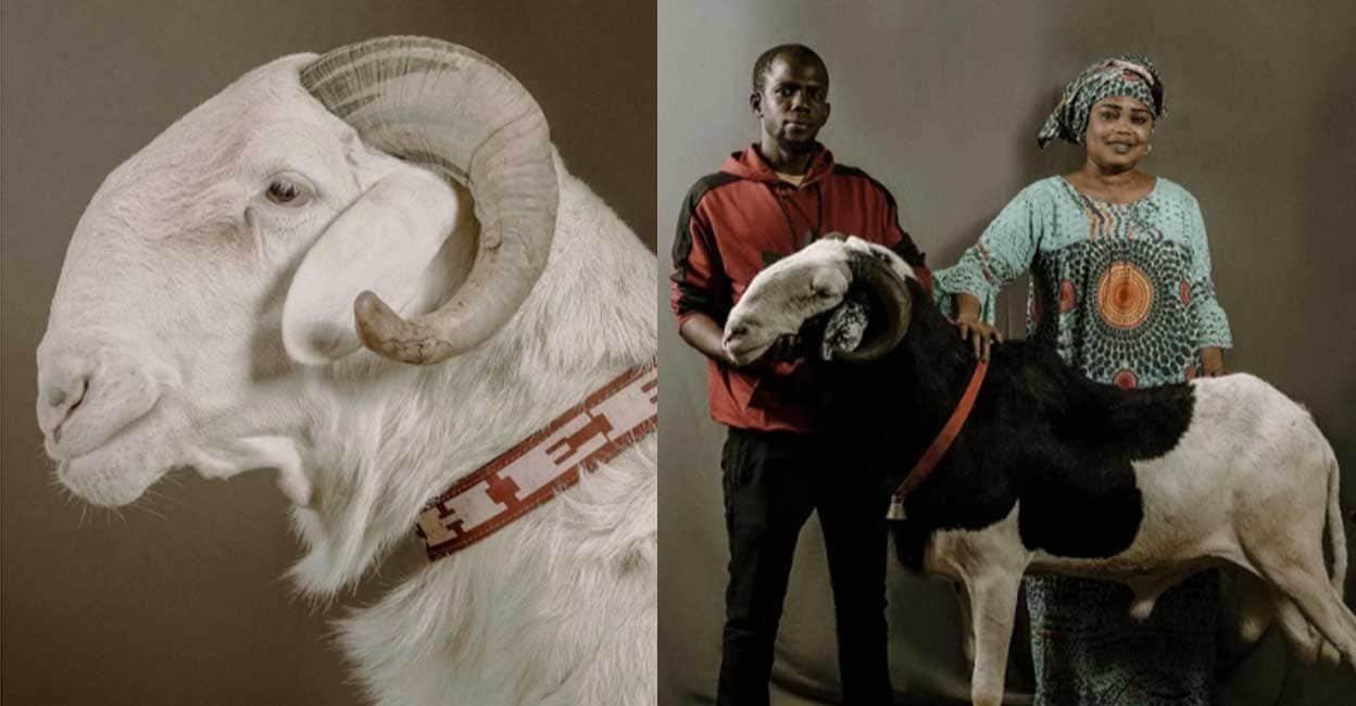 പ്രൗഢഗംഭീരമായ ‘ആടുജീവിതം’; സെനഗലിന്റെ പ്രിയപ്പെട്ട ലാഡൂമുക ...