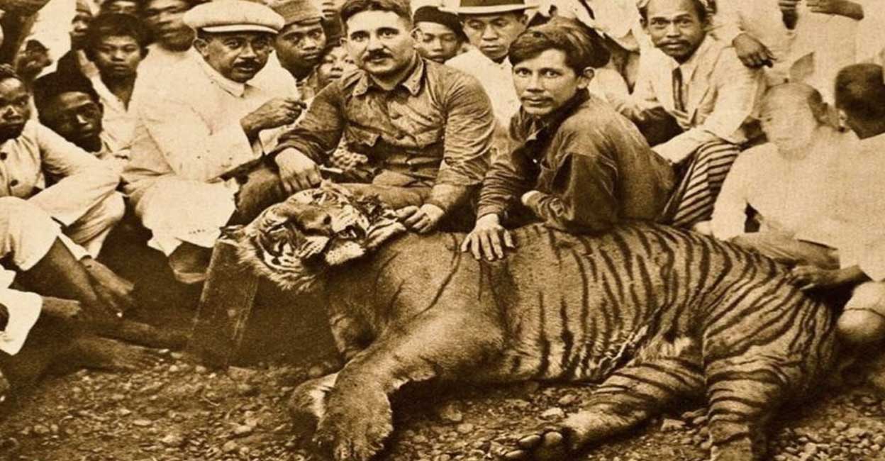 വംശമറ്റെന്നു കരുതിയ ജാവന്‍ കടുവകൾ ഇപ്പോഴും കാട്ടിൽ? ഉത്തരം കണ്ടെത്താ ...