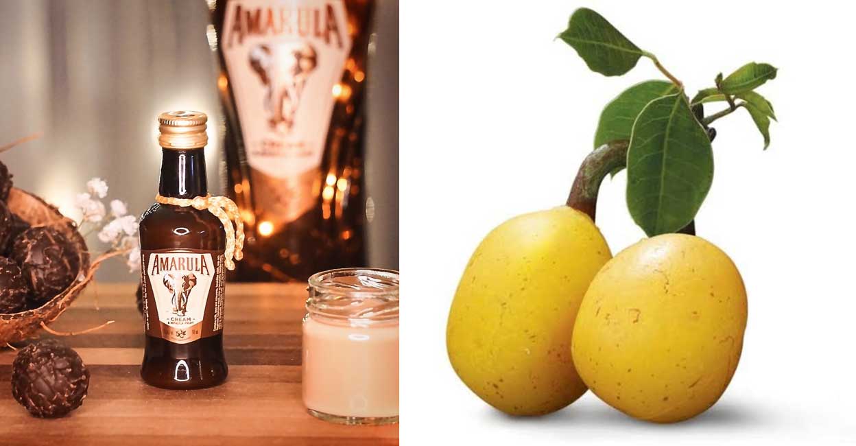 ആനകളെ ലക്കുകെടുത്തുന്ന വിചിത്രപഴം! ആഫ്രിക്കയിൽ വിളയുന്ന മാറുല ആനമരം ...