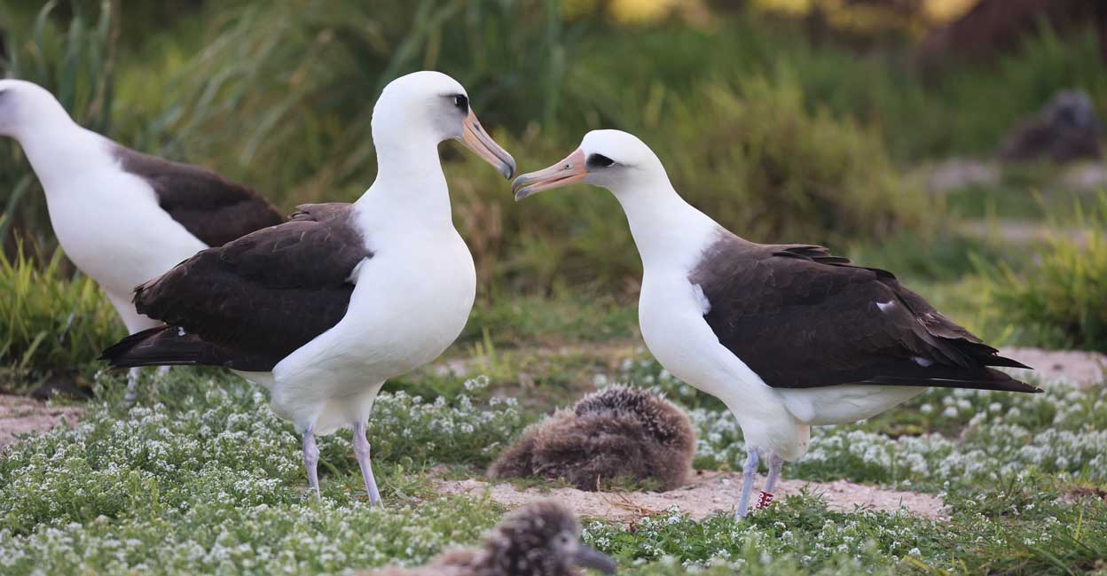 കടൽകാക്കകൾ വിചാരിക്കുന്നതു പോലെ കുഴപ്പക്കാരല്ലെന്ന് ശാസ്ത്രജ്ഞർ! ഇവ ...