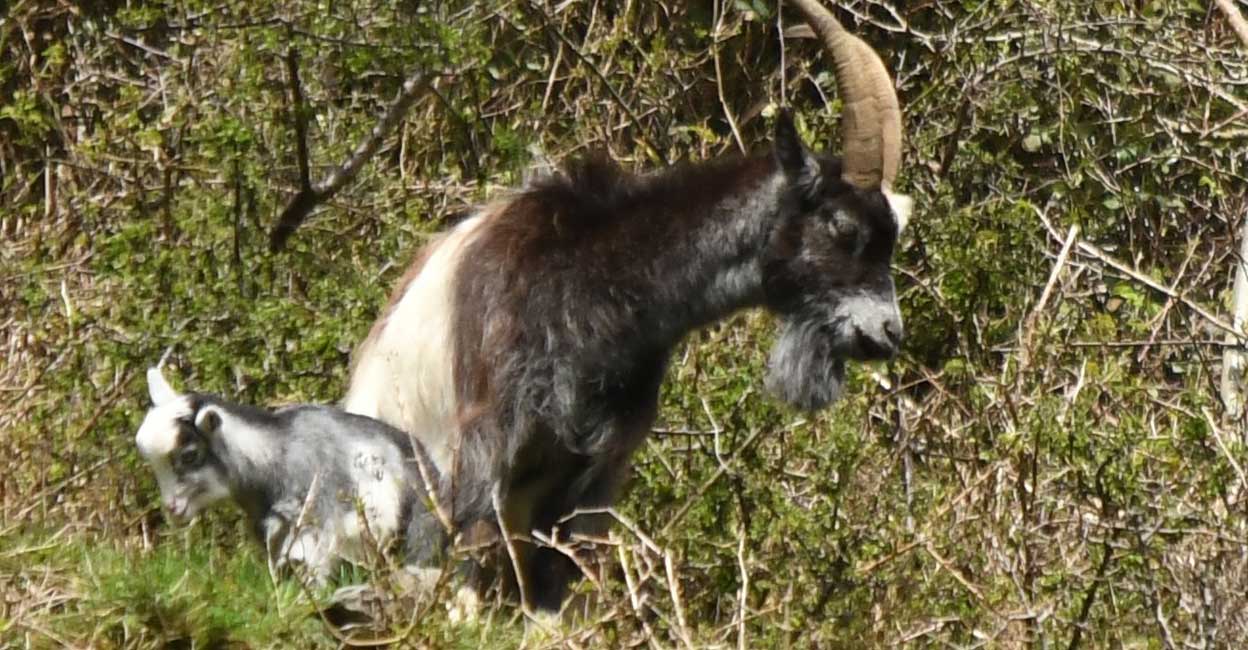 അഗ്നിപർവതത്തിലും കാടുകളിലും ജീവിക്കുന്ന ആടുകൾ? എന്താണ് ഫെറൽ ഗോട്ട്സ് ...