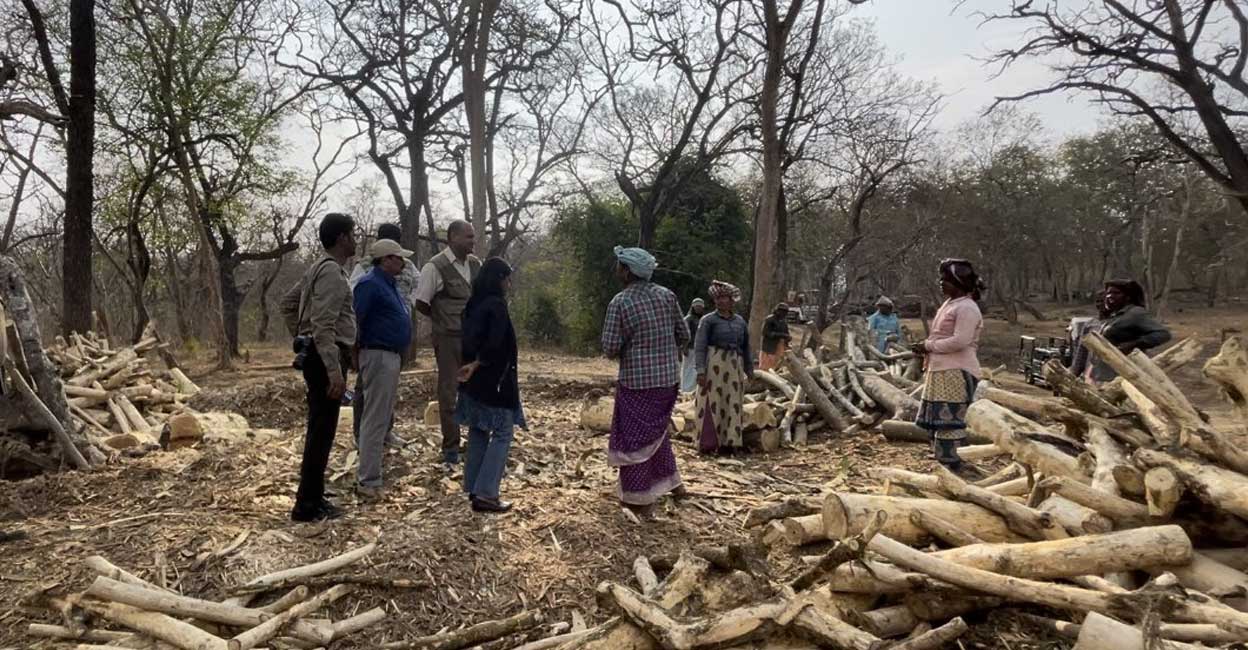 കാണാൻ സൂപ്പറാ, പക്ഷേ അപകടമാണ് മഞ്ഞക്കൊന്നകൾ; വനത്തെ രക്ഷിക്കാൻ മരങ്ങ ...
