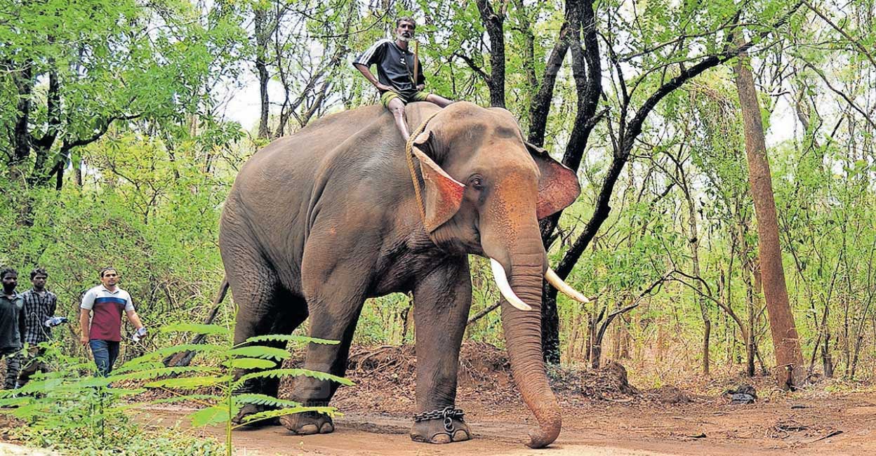 ഭൂമിക്കടിയിൽ കേബിള്‍, ക്യാമറ; ആനകളെ ട്രെയിനിടിക്കാതിരിക്കാൻ റെയിൽവേയുടെ ...