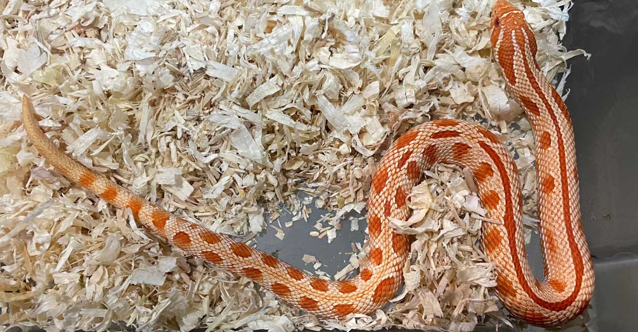 ഭീതിയോടെ കാണുന്ന ജീവി; ഭൂമിക്കായി വഹിക്കുന്ന പങ്ക് ചെറുതല്ല ...