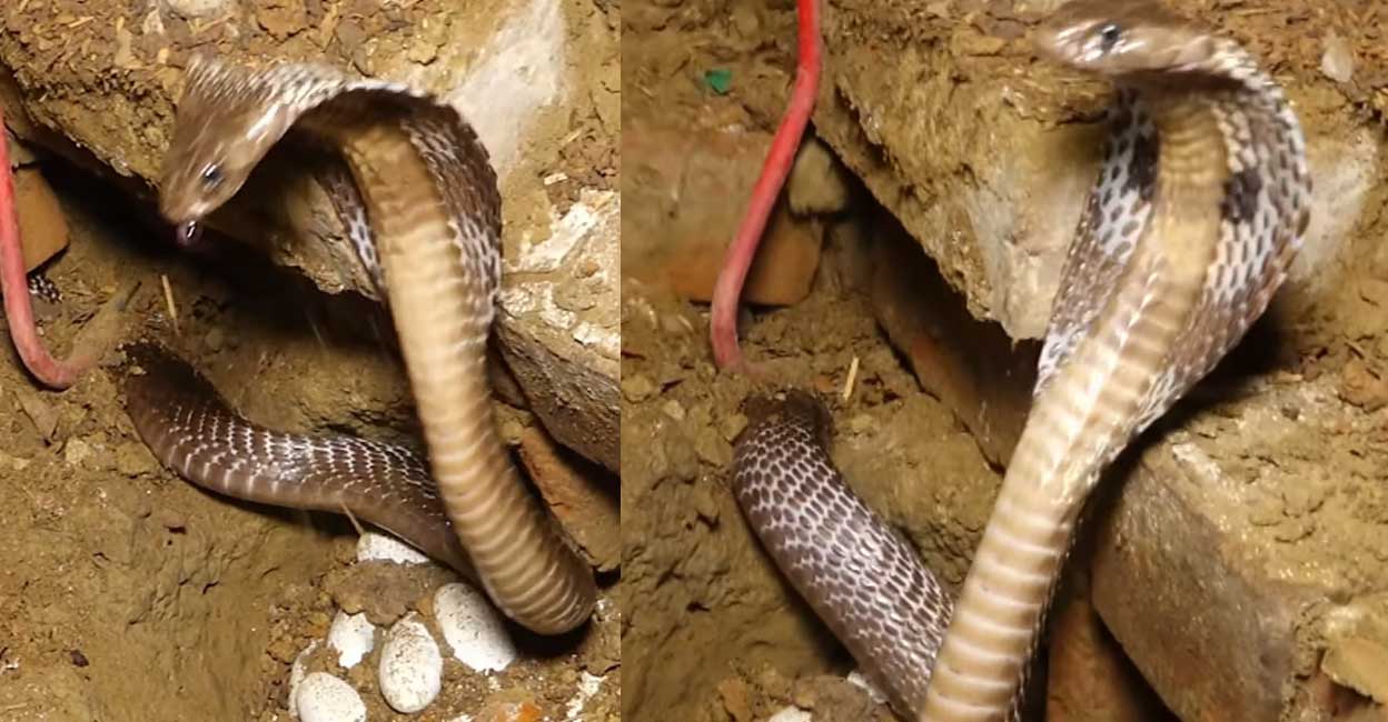 ‘തൊട്ടുപോകരുത് എന്റെ മുട്ടകളെ’: പത്തിവിടർത്തി പ്രതിരോധിച്ച് പാമ്പ് ...