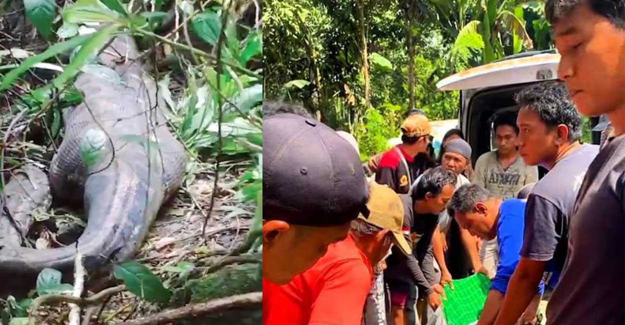 വീട്ടിൽ നിന്നും കാണാതായ യുവതിയെ കണ്ടെത്തിയത് പെരുമ്പാമ്പിന്റെ വയറ്റി ...