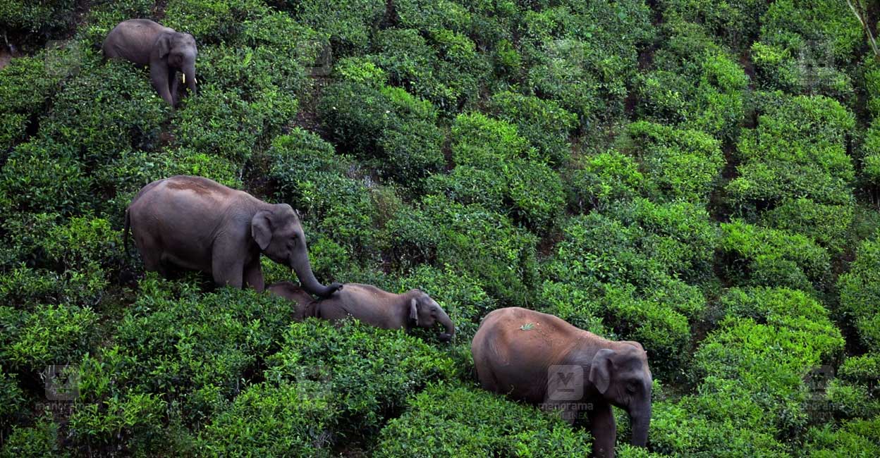 മണ്ണിൽ സൃഷ്ടിച്ച കുഴികൾ കുളങ്ങളായി, ചോലവനങ്ങളായി; ആനകൾ ‘മൂന്നാറിന്റെ ...