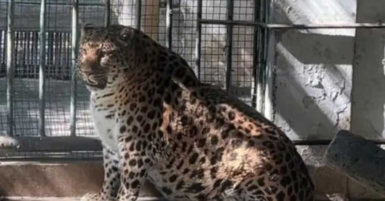 പുള്ളിപ്പുലിക്ക് തടി കൂടുതൽ! പ്രത്യേക ഡയറ്റ് ഏർപ്പെടുത്തി, പ്ലാ ...