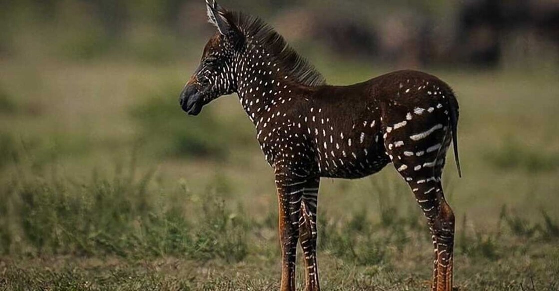വരകളില്ല, ശരീരത്തിൽ പുള്ളിക്കുത്തുകൾ! ആഫ്രിക്കയിലെ പോൾക്ക ഡോട്ട് സീബ്ര ...