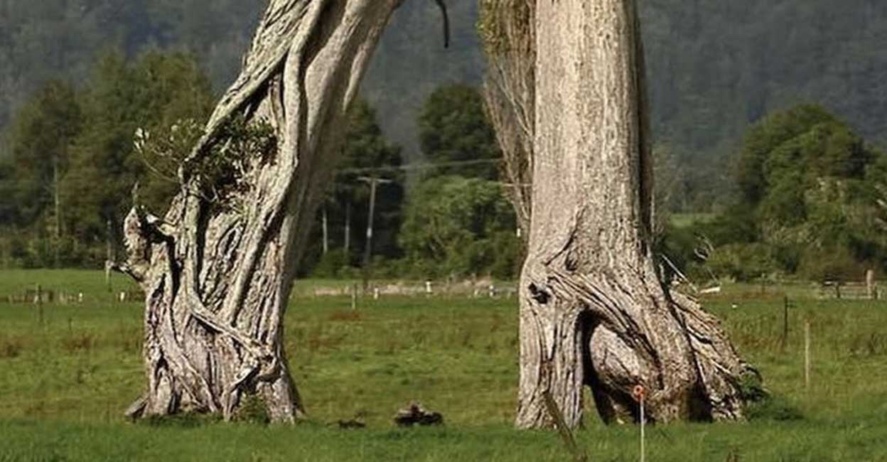 ‘അമ്മ മരത്തെ’ തിന്നു ജീവിക്കും; ഈ വർഷത്തെ മികച്ച മരത്തിനുള്ള പുരസ്കാരം ...