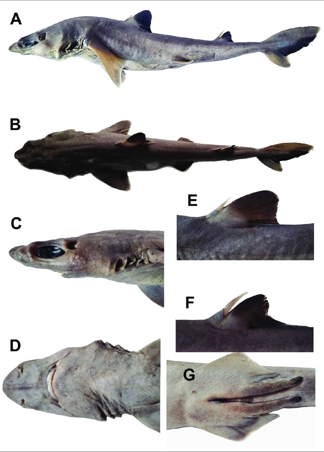 ആഴക്കടലിലെ വേട്ടക്കാരൻ; കേരളതീരത്തുനിന്നും പുതിയ ഡോഗ്ഫിഷ് സ്രാവിനെ ...