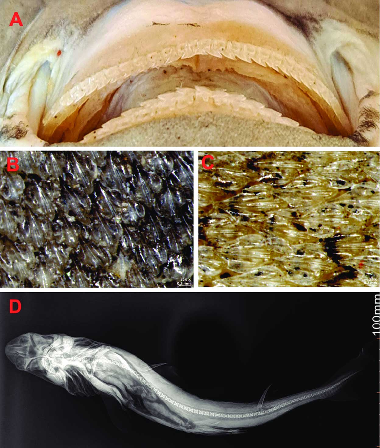 ആഴക്കടലിലെ വേട്ടക്കാരൻ; കേരളതീരത്തുനിന്നും പുതിയ ഡോഗ്ഫിഷ് സ്രാവിനെ ...