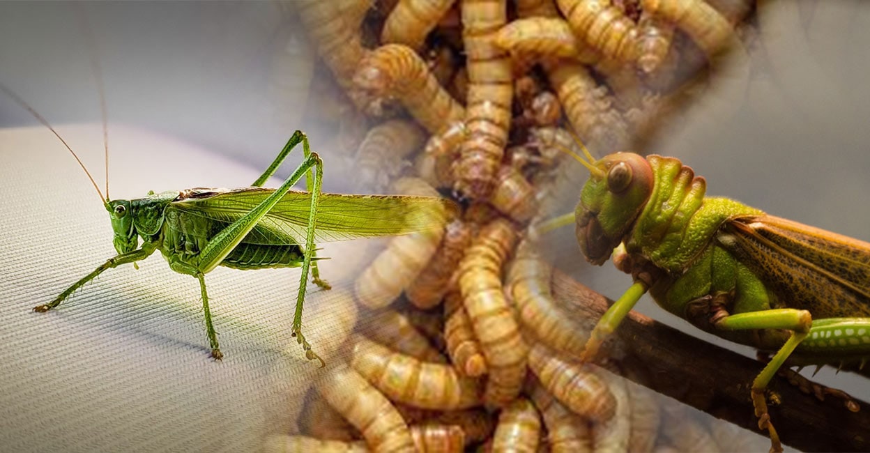 മീൽവേമുകൾ ഉൾപ്പെടെ 16 പ്രാണികൾ പ്ലേറ്റിലേക്ക്; സിംഗപ്പൂരിൽ പ്രാണികളെ ...