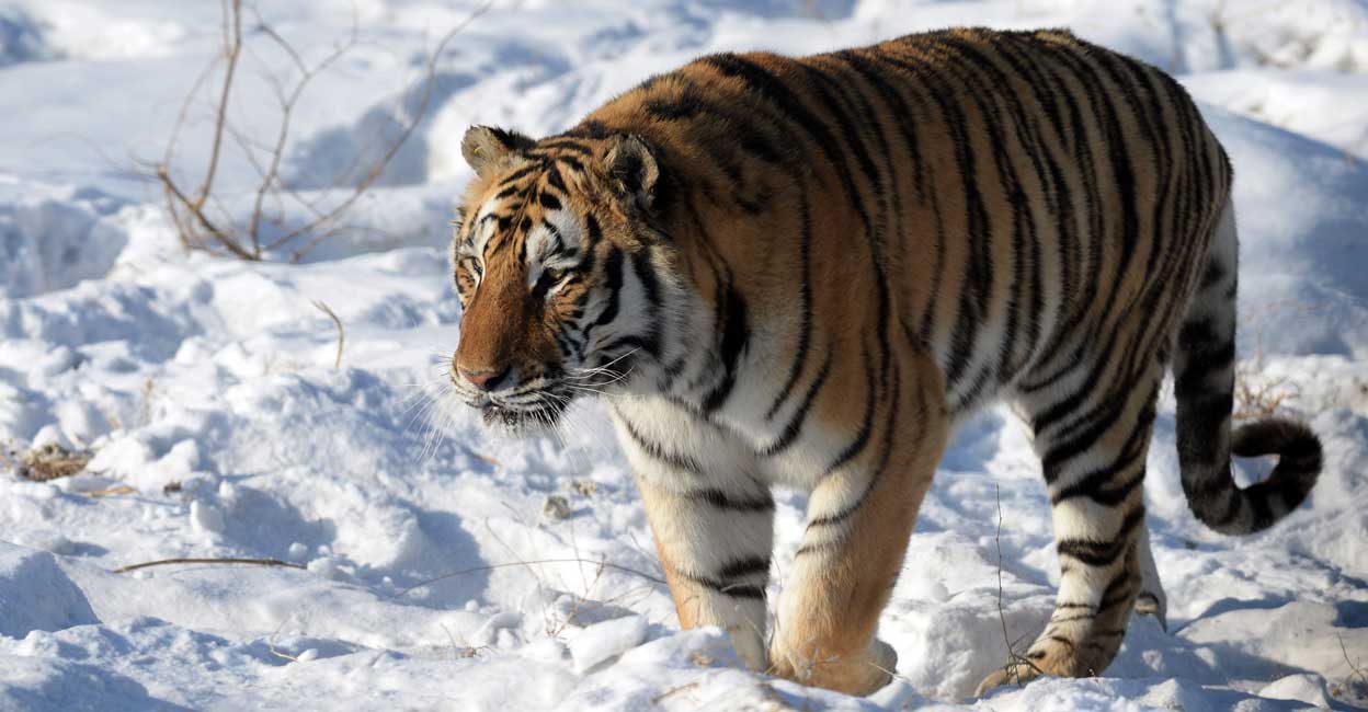 കടുവ ആള് കിടുവാണ്: അവിശ്വസനീയമാം വിധം എണ്ണം കുറയുന്നു, പരിസ്ഥിതിക്ക് ...