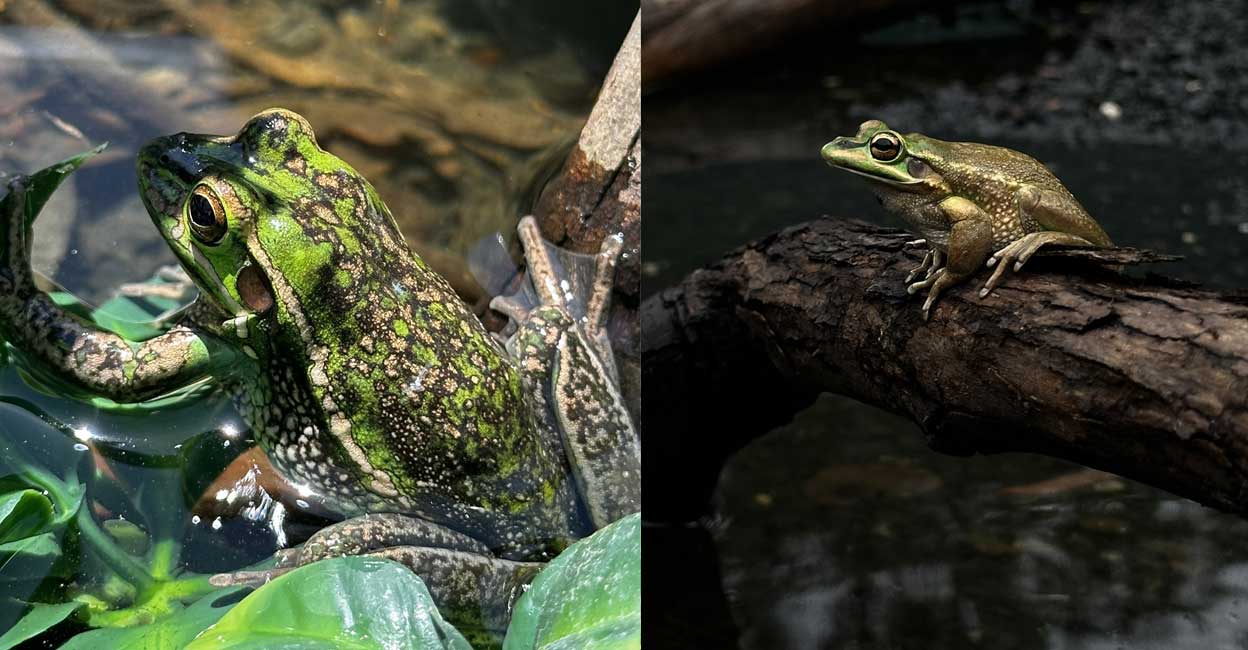 ഓസ്‌ട്രേലിയയിലെ തവളകളെ രക്ഷിക്കാൻ ആവിമുറികൾ! പുതിയ പദ്ധതിയുമായി ഗവേഷക ...