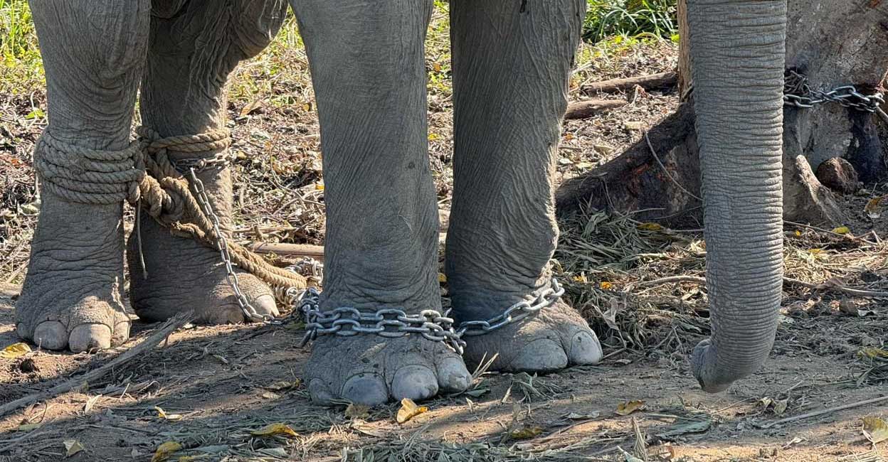 കൂപ്പുകളില്‍നിന്ന് രക്ഷപ്പെടുത്തിയ 20 ആനകൾകൂടി വന്‍താരയിലേക്ക് ...