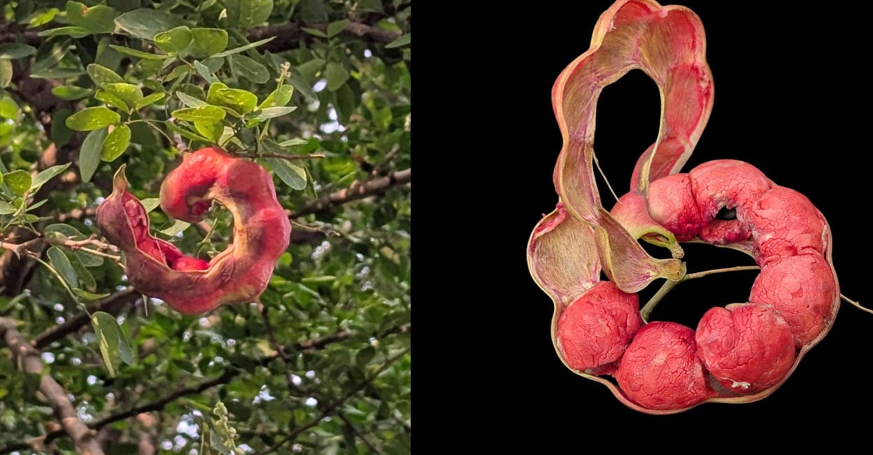 തട്ടിപ്പും വെട്ടിപ്പും വേണ്ടെന്നുവച്ച നല്ലവനായ ഉണ്ണി; രസകരമായി ...