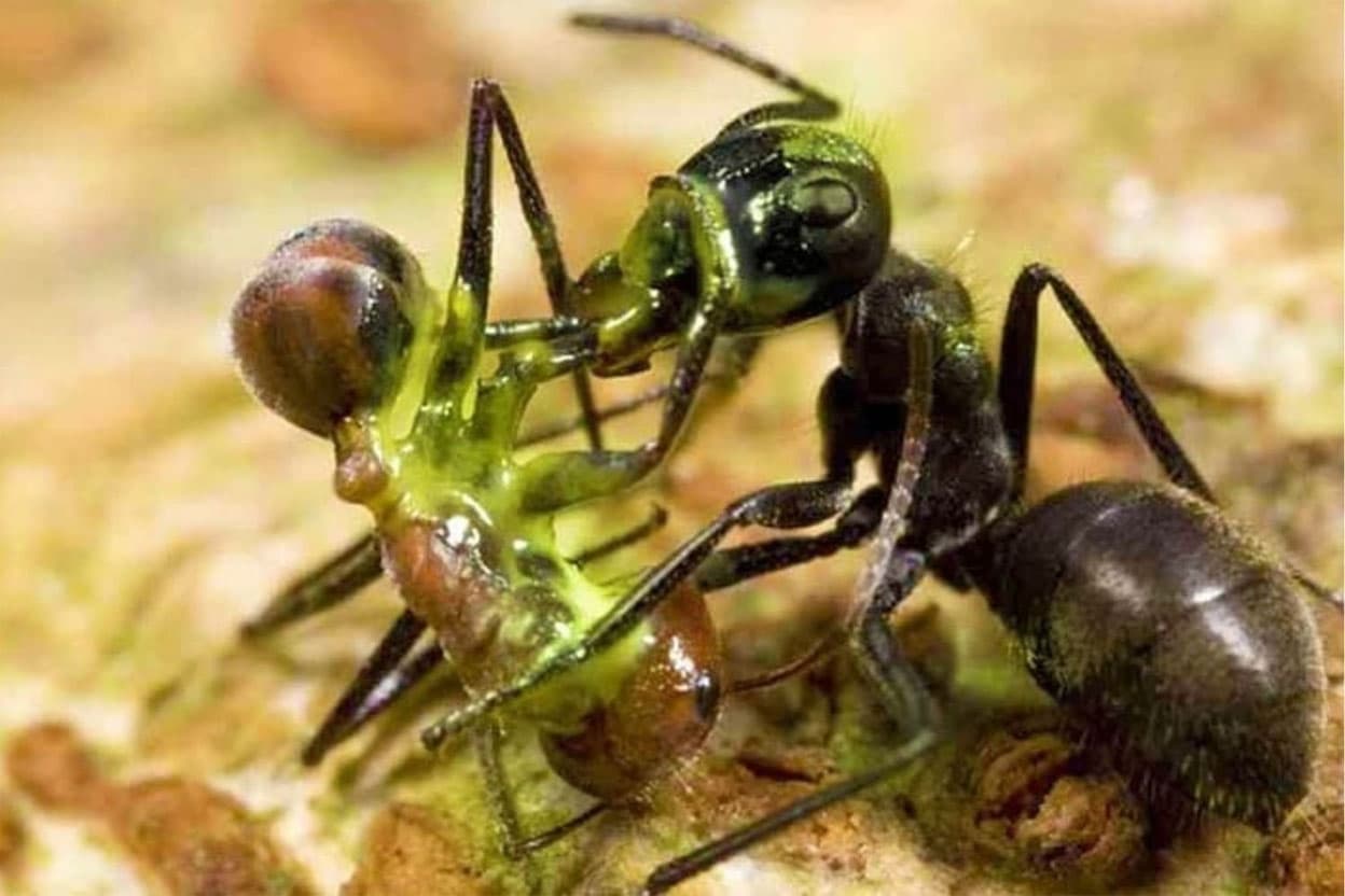 കൂട്ടുകാരെ സംരക്ഷിക്കാൻ സ്വയം പൊട്ടിത്തെറിക്കും; ഉറുമ്പ് ലോകത്തുമുണ്ട് ...