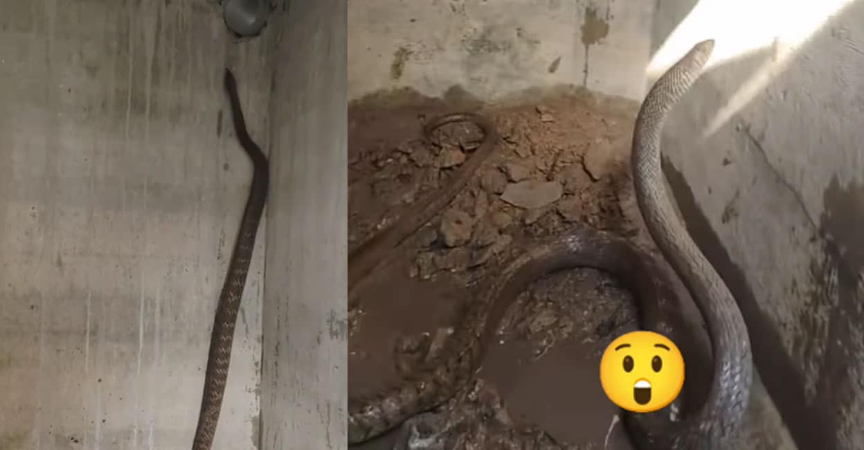 പാമ്പ് വാലിൽ കുത്തിനിൽക്കുമെന്ന് കേട്ടിട്ടേയുള്ളൂ, ഇപ്പോൾ കണ്ടു ...