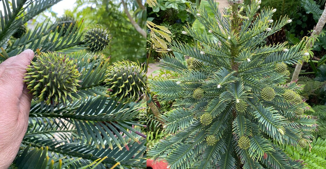 9 കോടി വർഷം ചരിത്രമുള്ള അപൂർവമരം! ദിനോസർ മരം ആദ്യമായി കായ്ച്ചു-Wollemi Pine | Dinosaur Tree ...