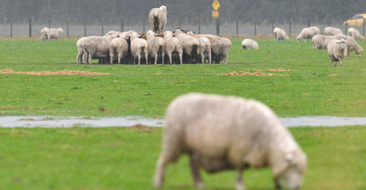 ഇറച്ചിയും കമ്പിളിയും? വ്യാപാരയുദ്ധത്തിൽ പകച്ച് യുഎസിലെ ചെമ്മരിയാട് കർഷക ...