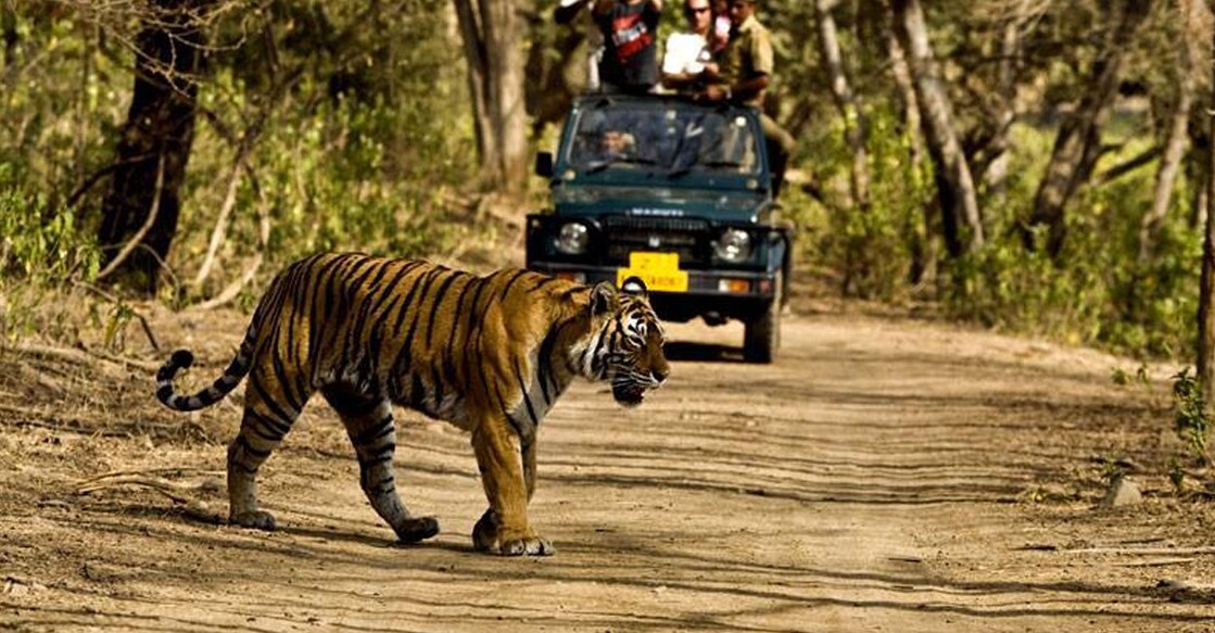 കോർബറ്റിലെ അഞ്ചാം കടുവയെയും മാറ്റി! പോക്ക് രാജാജി ദേശീയോദ്യാനത്തിലേക്ക് ...