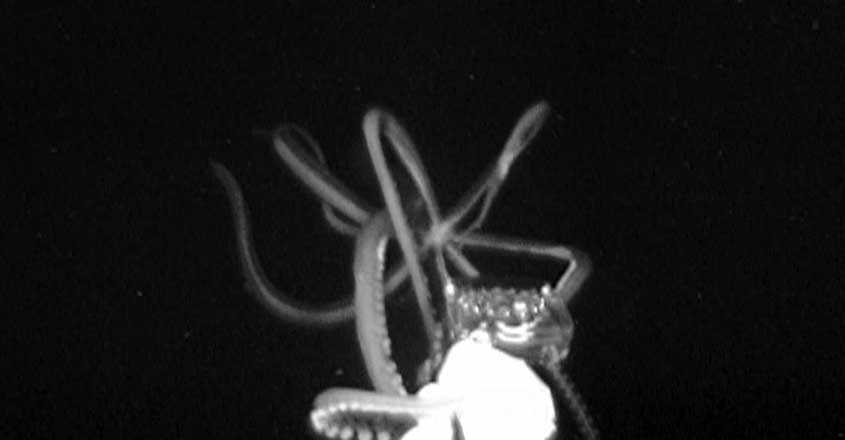 കടലിന്റെ ആഴങ്ങളിൽ കൈനീട്ടിയെത്തി രാക്ഷസക്കൂന്തൾ; പിന്നാലെ കൊടുംമിന്ന ...