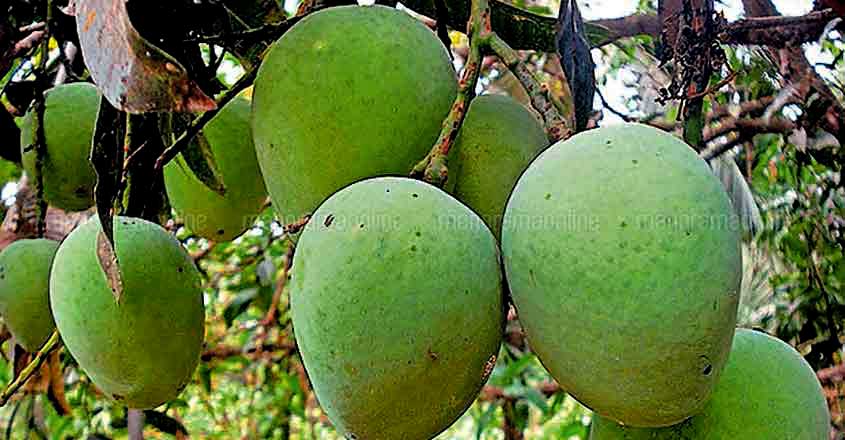 കുറ്റ്യാട്ടൂർ മാങ്ങയും ഭൗമസൂചികാ പദവിയിലേക്ക് | Geographical ...