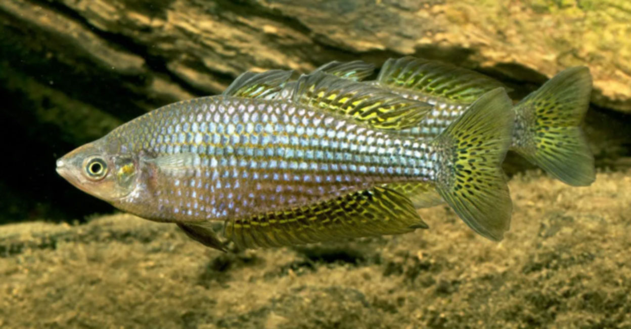 മരുഭൂമിയിലെ പൊത്തുകളിൽ ജീവിക്കുന്ന വിചിത്ര മത്സ്യം; അദ്ഭുതപ്പെടുത്തുന്ന ...