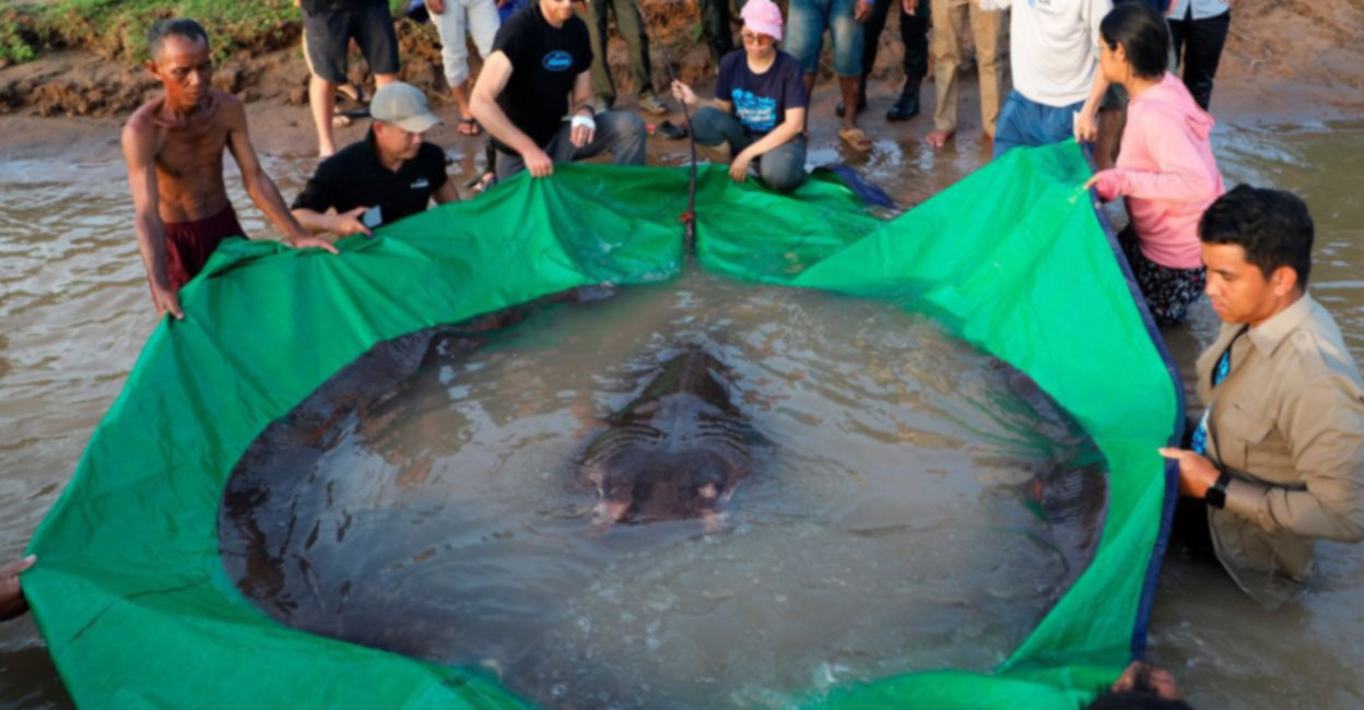300 കിലോ ഭാരം, നദിയിൽ നിന്ന് പിടികൂടിയത് ലോകത്തിലെ ഏറ്റവും വലിയ തിരണ്ടി ...