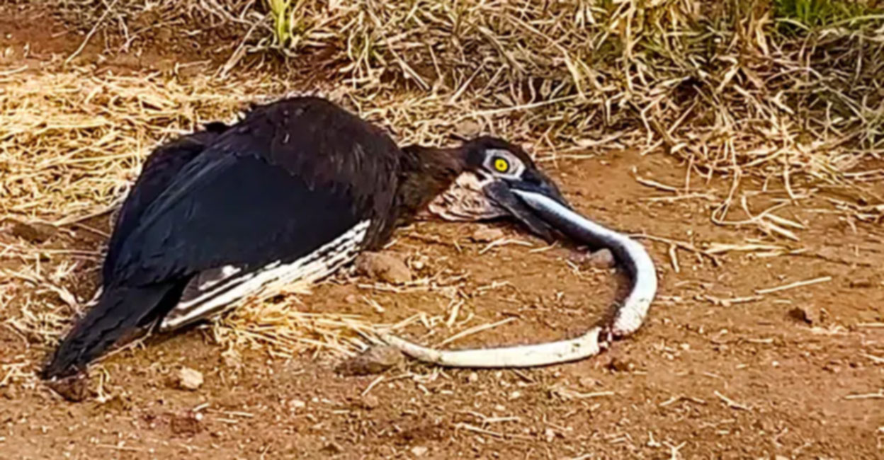 പാതിയോളം വിഴുങ്ങിയ പാമ്പുമായി വേഴാമ്പൽ കുഞ്ഞ്; ചത്തുപോകുമെന്ന് ഭയന്ന് ...