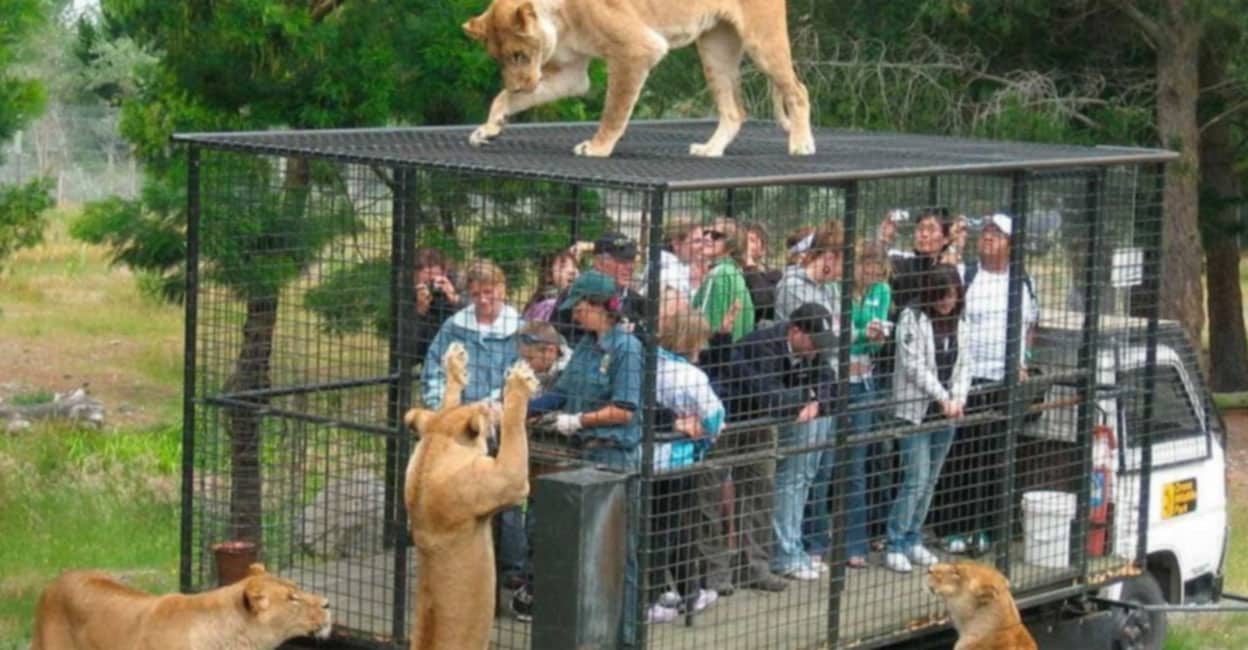 മനുഷ്യർ കൂടിനുള്ളിലും മൃഗങ്ങൾ പുറത്തും; വേറിട്ട കാഴ്ചയുമായി ചൈനയിലെ ...