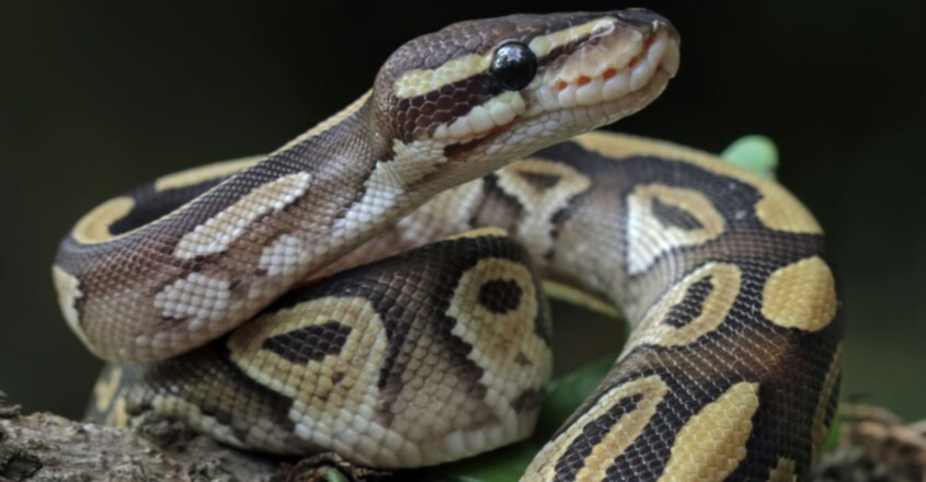 പാമ്പ് കയ്യിൽ ചുറ്റിവരിഞ്ഞു; 11 അടിയോളം നീളമുള്ള പെരുമ്പാമ്പിനെ പതറാതെ ...