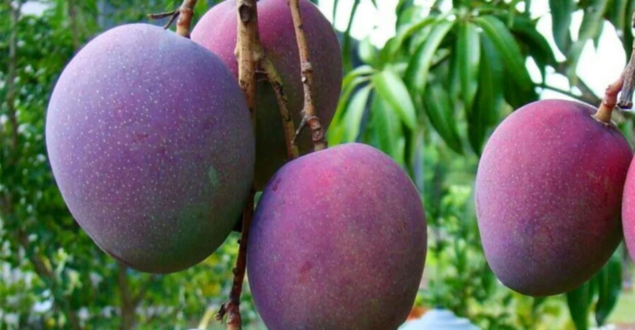ഒരു ‍മാമ്പഴത്തിന്റെ വില 40,000 രൂപ, കിലോയ്ക്ക് 2.5 ലക്ഷം; ‘മിയാസാക്കി ...