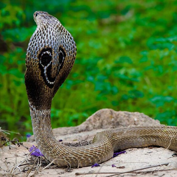 World Snake Day 2023 : Role of Snakes Facts, Conservation Ecosystem ...
