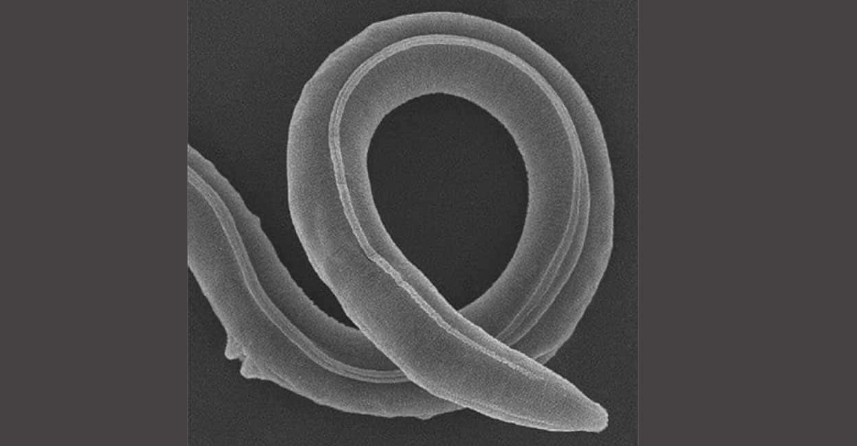 ജീവിതത്തിനും മരണത്തിനും വക്കിൽ; 46,000 വർഷങ്ങൾക്ക് മുൻപ് തണുത്തുറഞ്ഞ ...