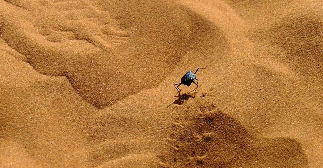 മരുഭൂമിയിൽ വളരുന്ന വനം; കാർഷിക വിപ്ലവത്തിന് വഴിതെളിച്ചത് ഒരു കുഞ്ഞ ...