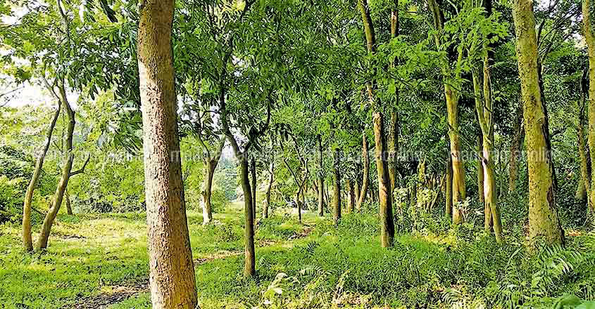 വഴിയില്ല, സംരക്ഷിക്കാനാളില്ല–മാവൂരിന്റെ ഗ്രാമവനം നാശത്തിലേക്ക് ...