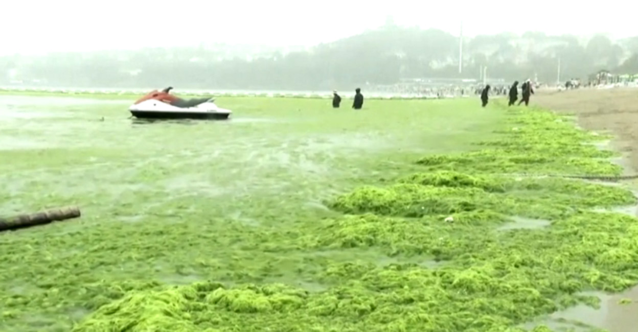 കടലിൽ നിറഞ്ഞ് കവിഞ്ഞ് ഭീമൻ പായൽ, പ്രതിസന്ധിയിലായി ചൈന | Record algal ...