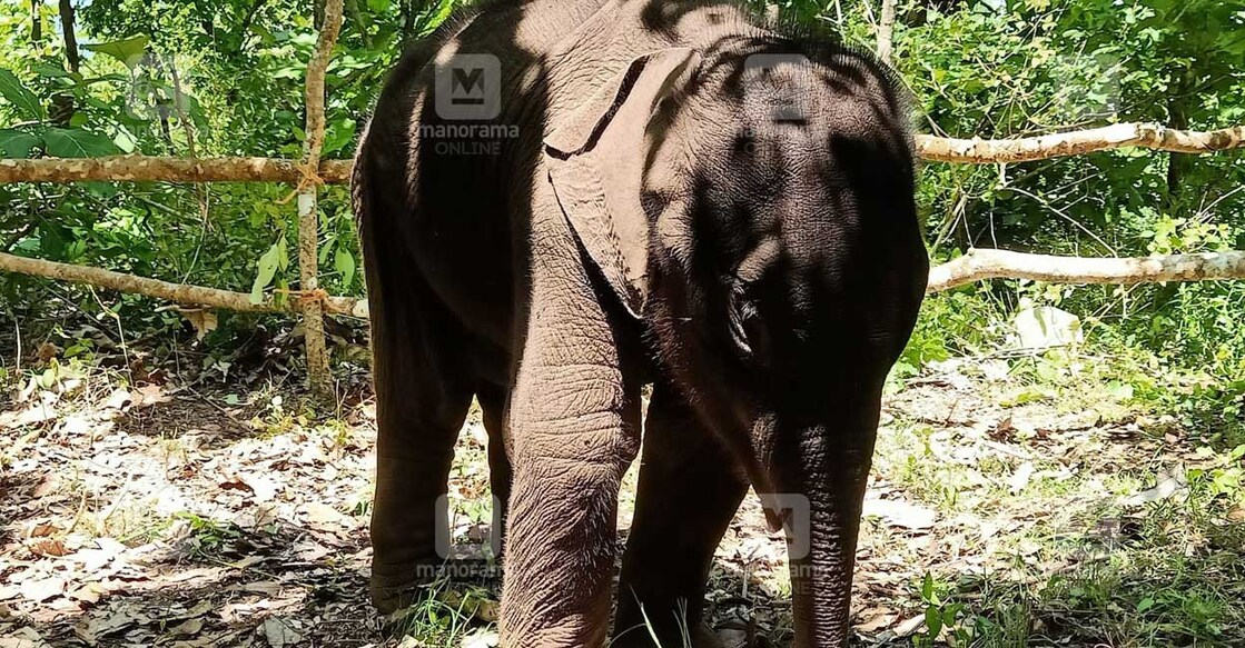 അമ്മ ഉപേക്ഷിച്ച് പോയിട്ട് 2 ദിവസം; വിശപ്പുമാറ്റാൻ കരിക്കും തണ്ണിമത്തനും ...