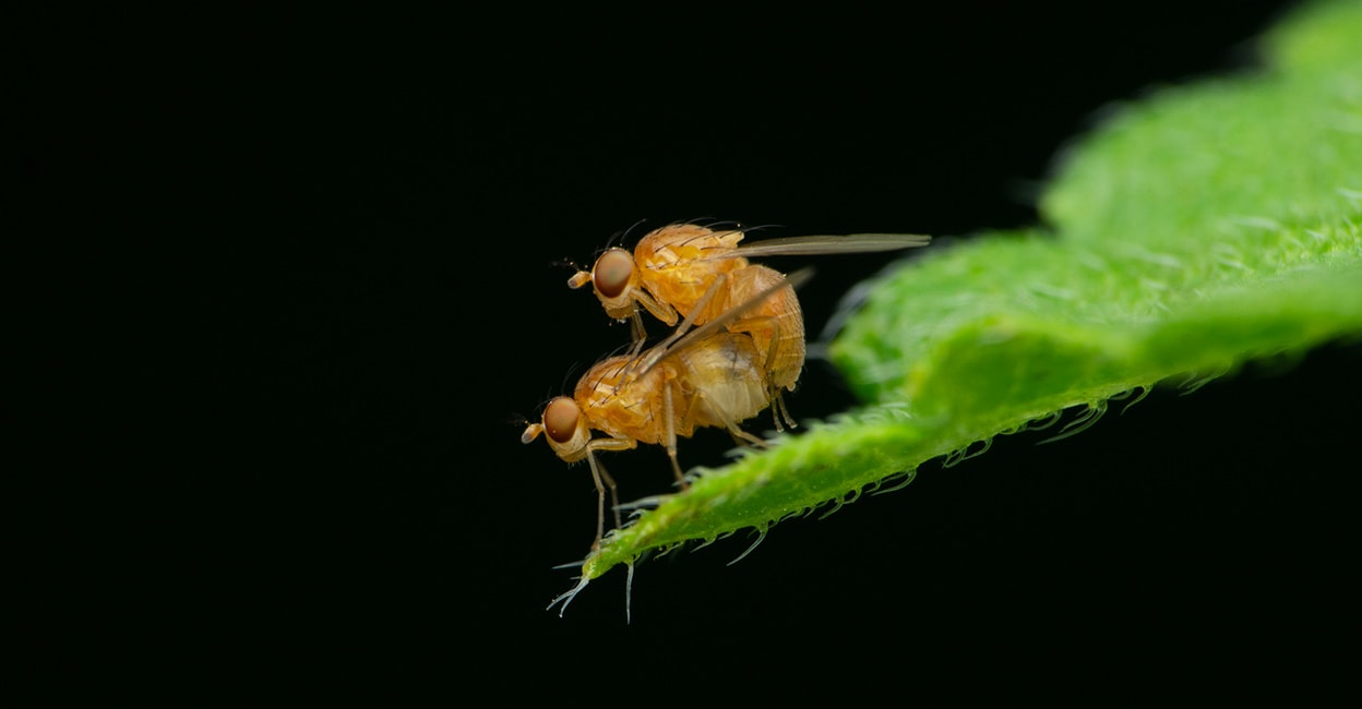 Fruit Fly Breakthrough: Researchers Create Female Flies Capable of Self ...