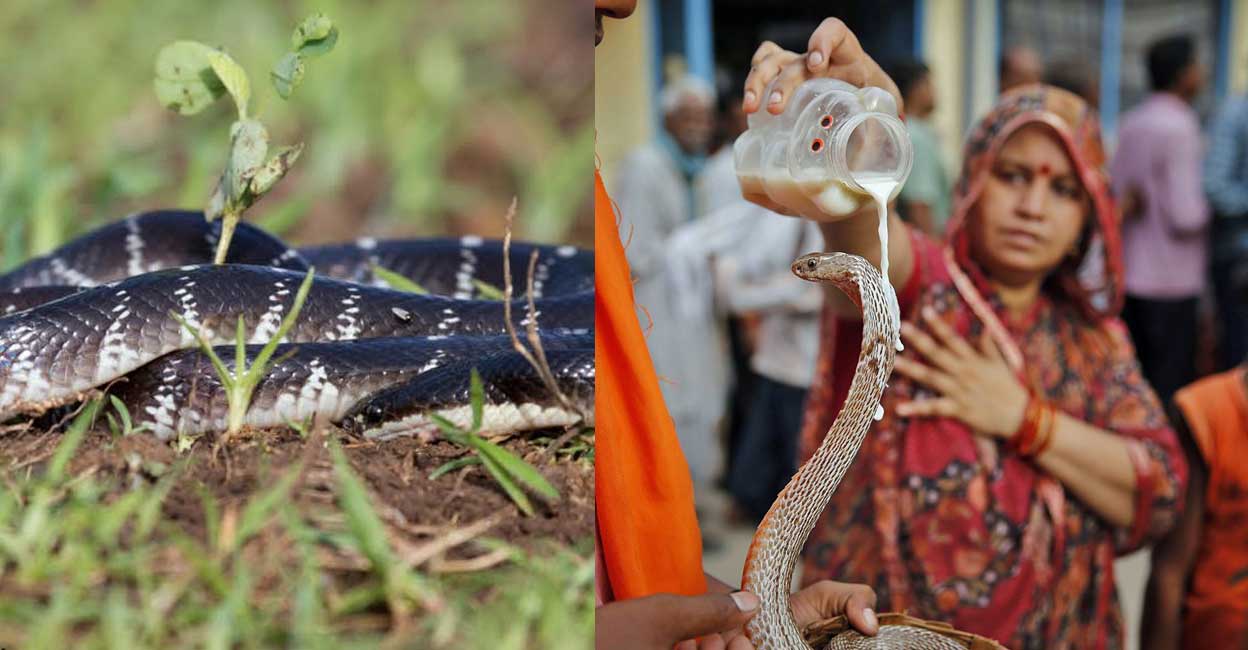 ഉറക്കത്തിൽ കടിക്കുന്ന ‘മോതിരവളയൻ’; തിരിച്ചറിയാന്‍ ആകാതെ മരണം: പാമ്പുക ...