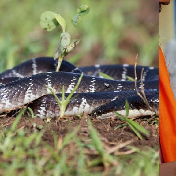 World Snake Day 2023 : Role of Snakes Facts, Conservation Ecosystem ...