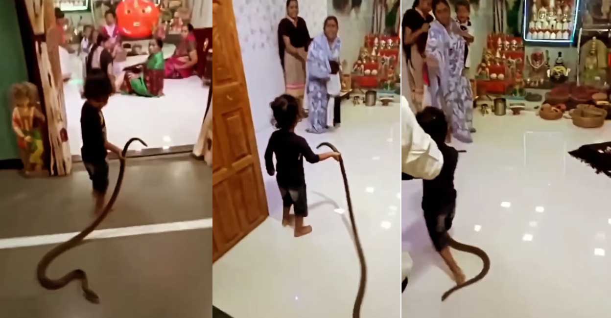 ആളുകൾ കൂടിയിരിക്കെ ഹാളിലേക്ക് പാമ്പുമായി കൊച്ചുകുട്ടി; ഭീകര കാഴ്ച-Snake ...