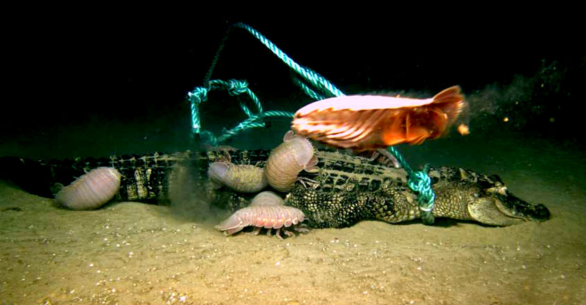 കൂറ്റൻ മുതലയെ തുരന്നു തിന്നുന്ന ആഴക്കടല്‍ ജീവികള്‍; അമ്പരപ്പിക്കുന്ന ...