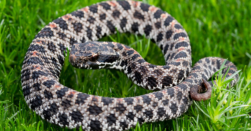 പിഗ്‌മി അണലികളെ ഇഞ്ചിഞ്ചായി കൊല്ലുന്ന പാരാസൈറ്റിക് വിരകള്‍; വില്ലൻ ബ ...